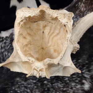 4 Point Mule Deer Antler - Half Shed - Etsy