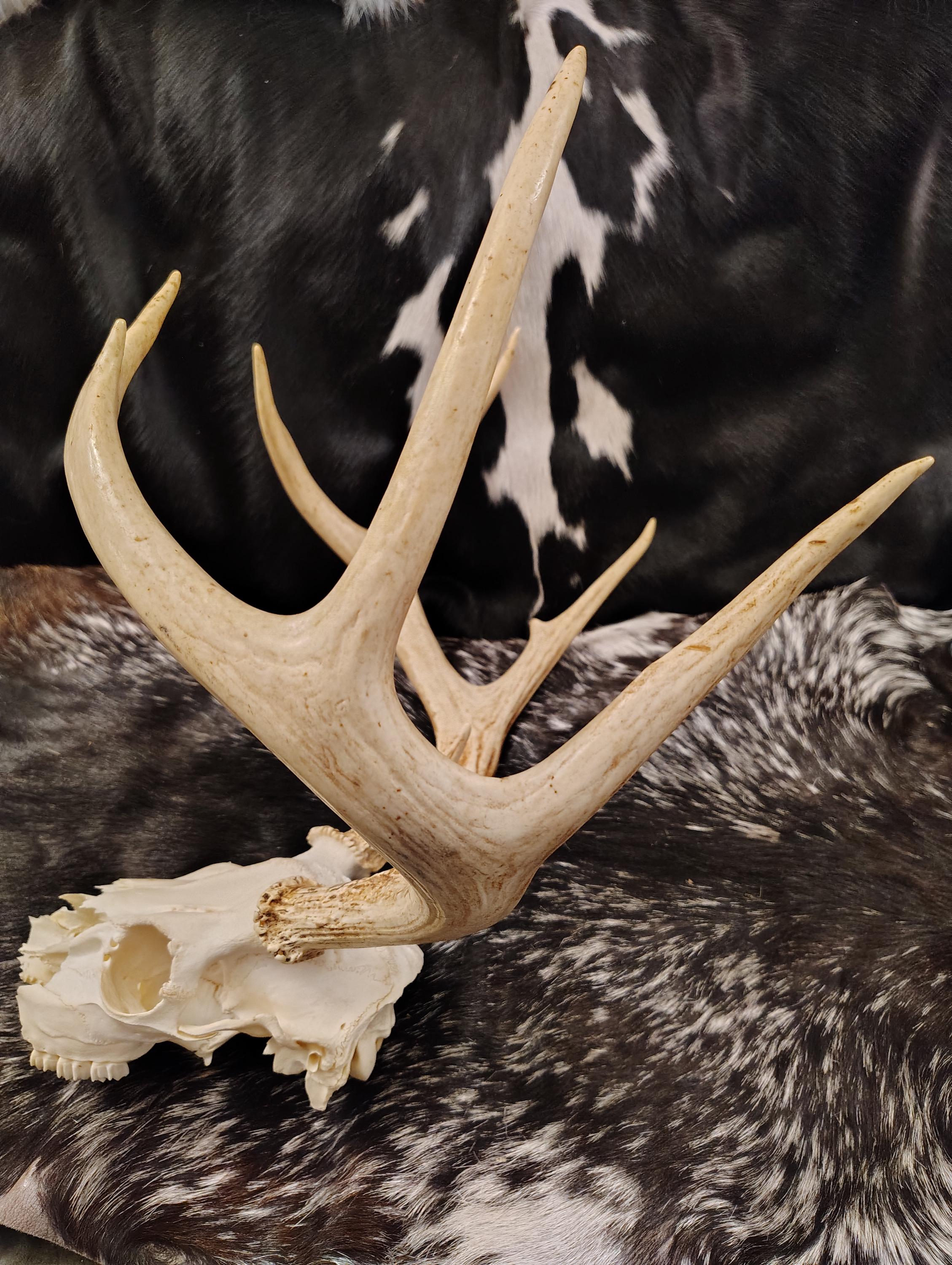 Whitetail Deer Skull With Antlers - Etsy