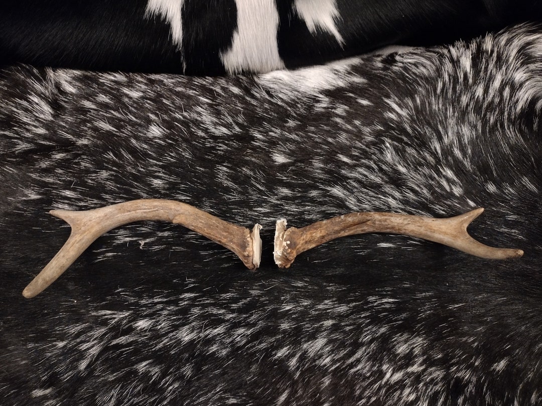 5 Point Deer Antlers matched Pair - Etsy