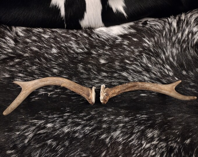 5 Point Deer Antlers -matched Pair - Etsy