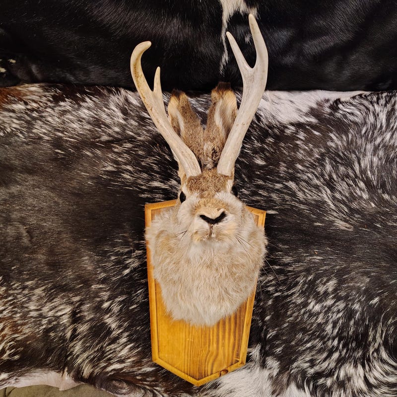 Jackalope Taxidermy - Etsy