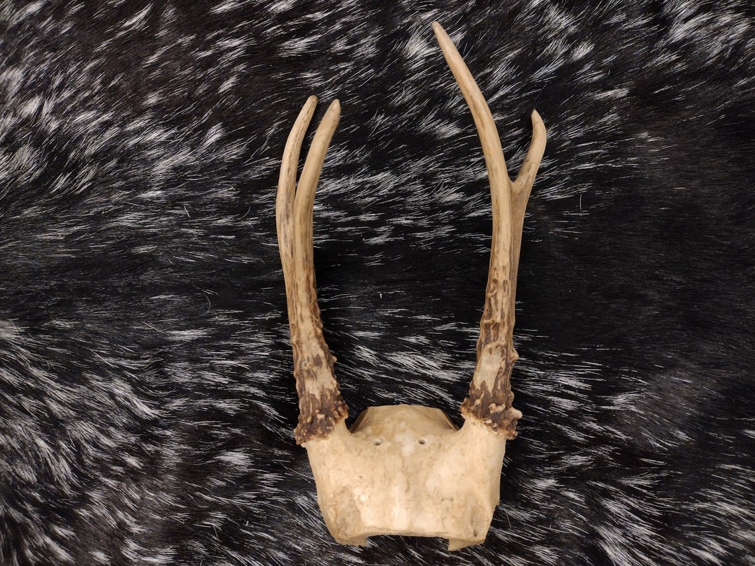 4 Point Deer Antlers - Etsy