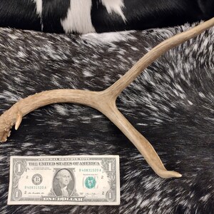 4 Point Mule Deer Antlers -matched Pair - Etsy