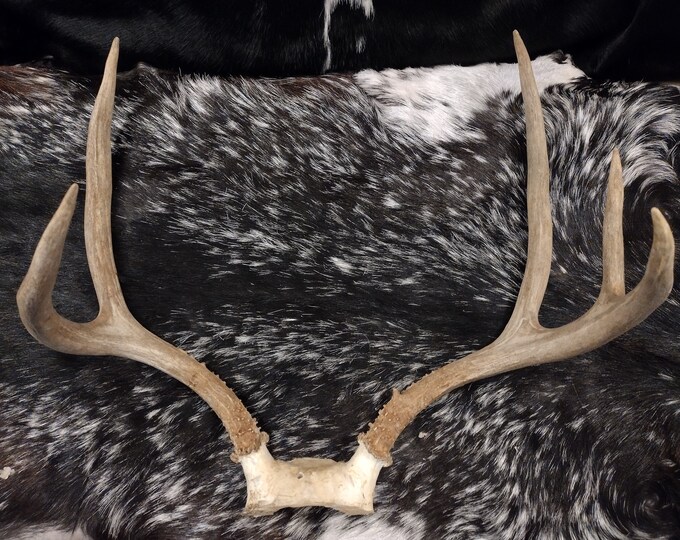 5 Point Mule Deer Antlers - Etsy