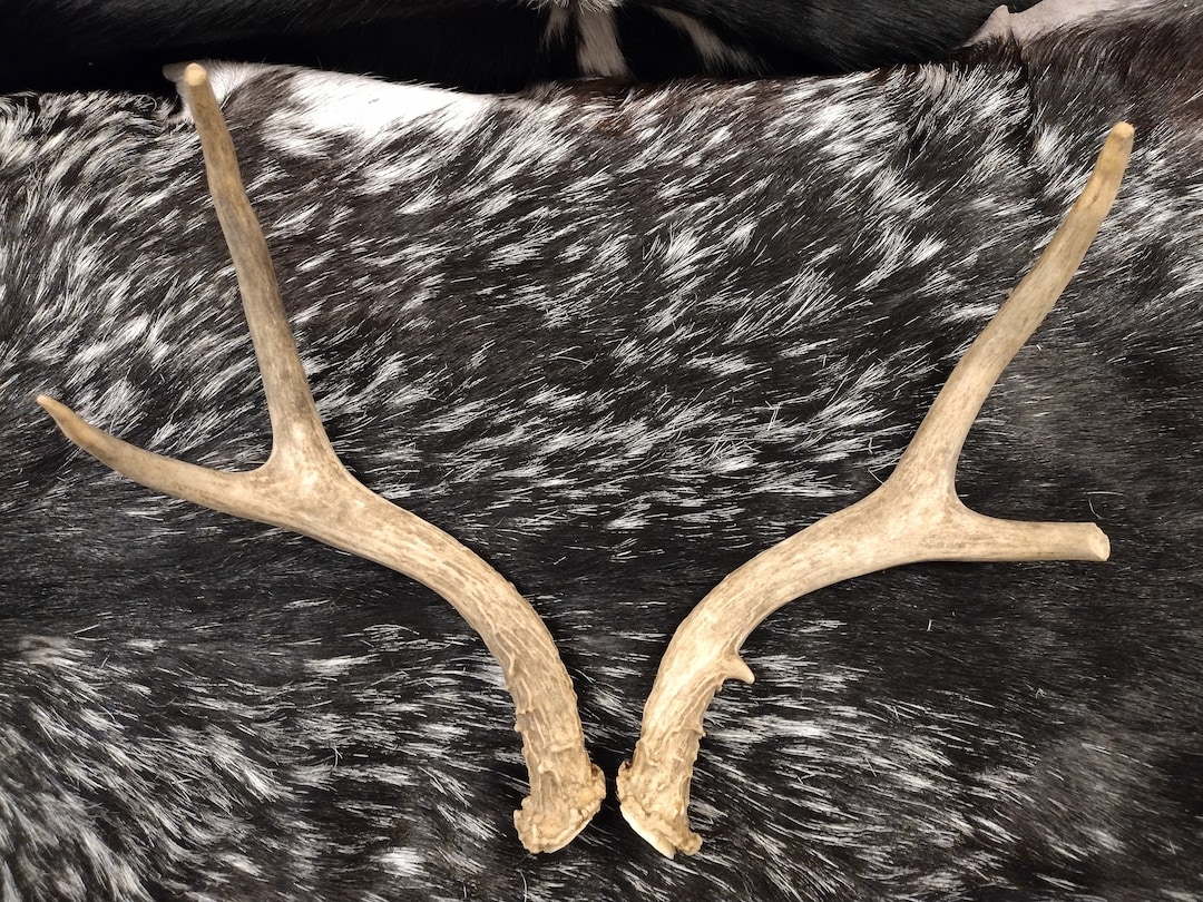 4 Point Mule Deer Antlers -matched Pair - Etsy