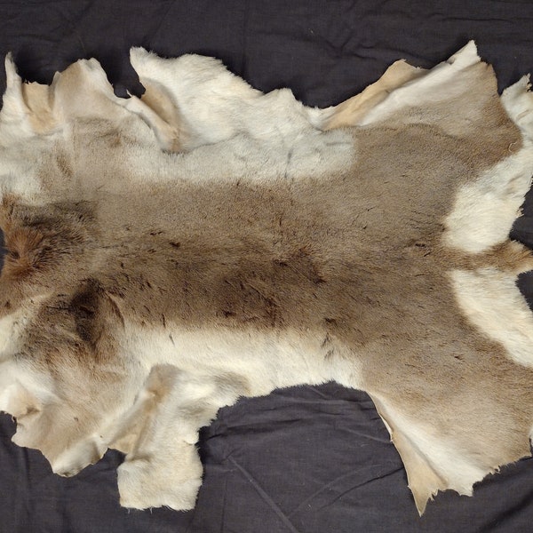 Springbok Hide - Etsy