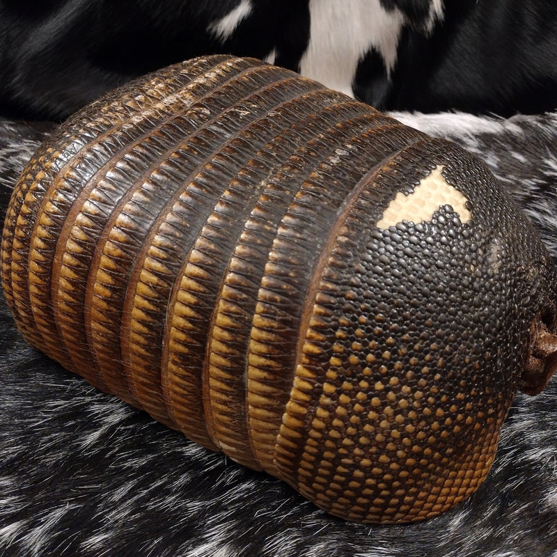 Armadillo Shell - Etsy