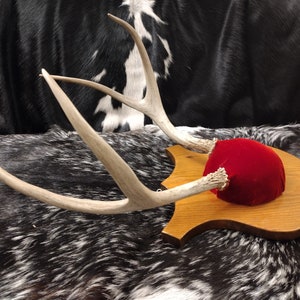 4 Point Mule Deer Antler Mount - Etsy