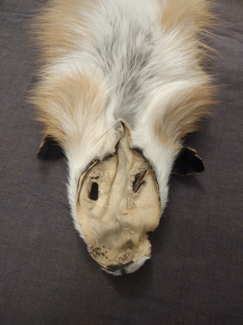 Fox Pelt - Etsy