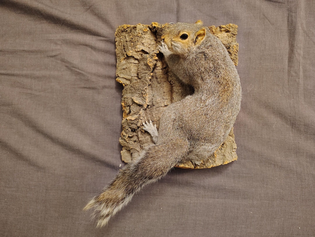 Grey Squirrel Mount - Etsy