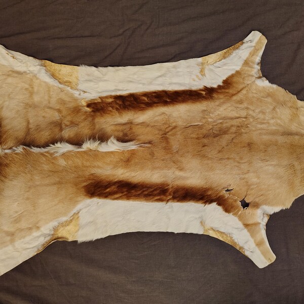 Springbok Hide - Etsy