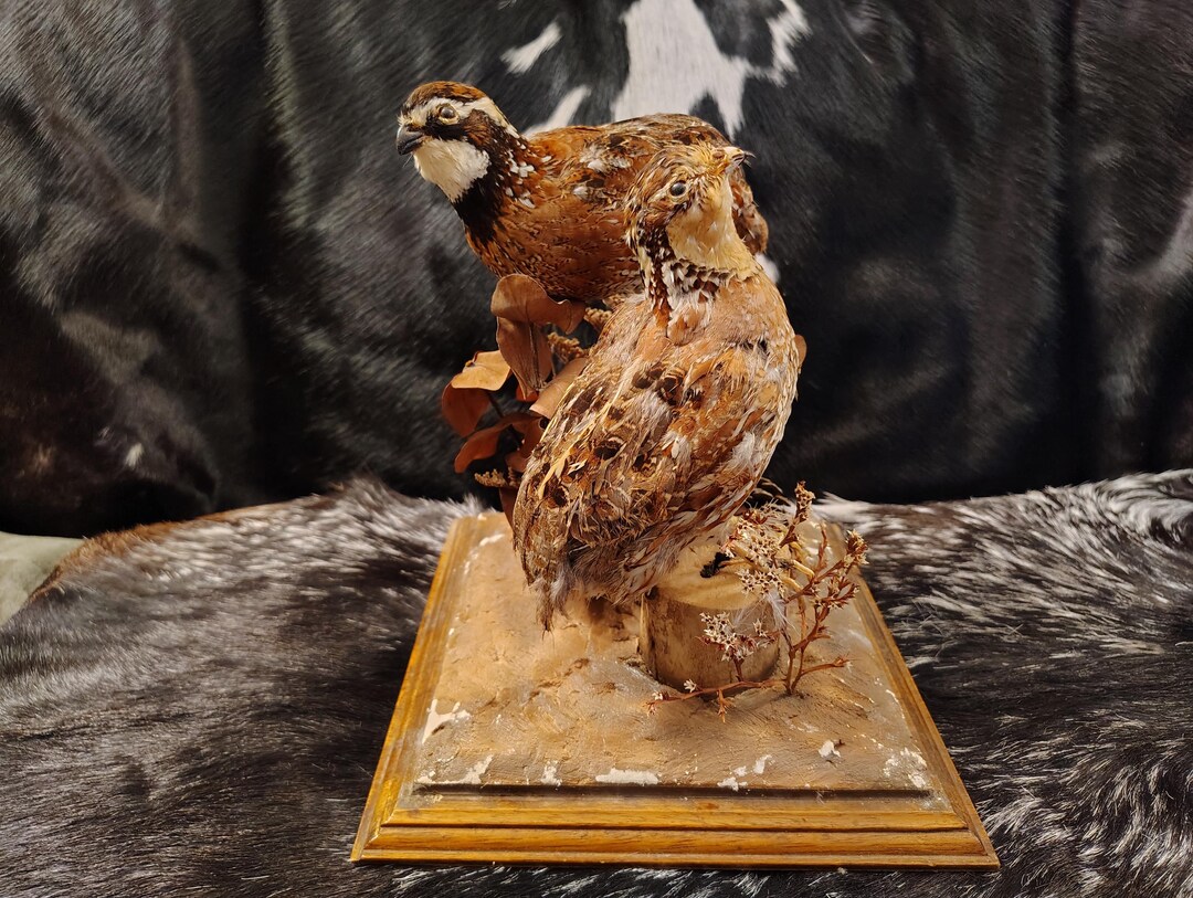 Double Quail Mount - Etsy