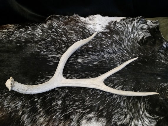 3 Point Mule Deer Antler Shed | Etsy