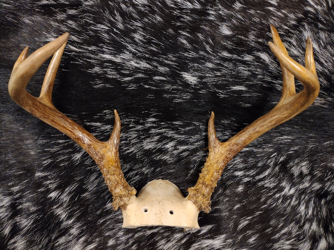 8 Point Deer Antlers - Etsy