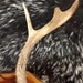 6 Point Deer Antler Mount - Etsy