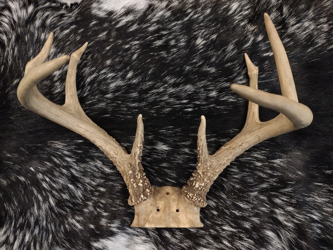 8 Point Deer Antlers - Etsy
