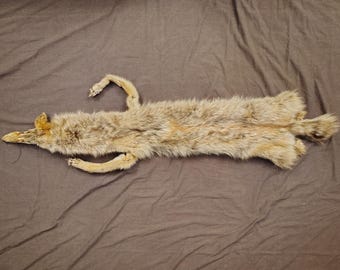ND Coyote With Feet Fur Pelt Craft Art Taxidermy Powwow - Etsy