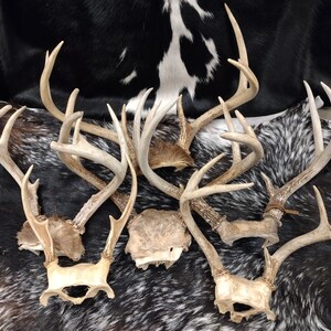 6-7 Point Deer Antler Bundle - Etsy