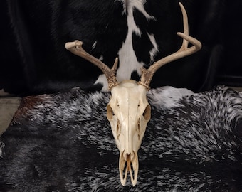 Whitetail Deer Skull With Antlers - Etsy