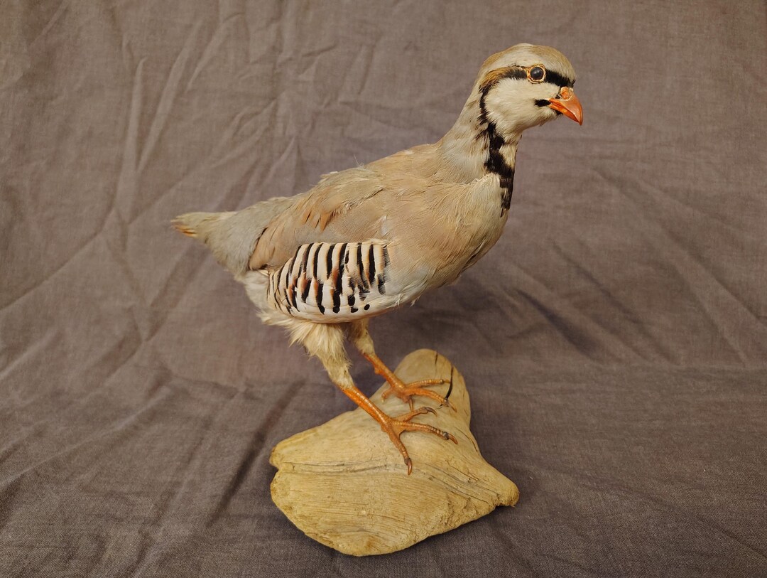 Chukar Mount - Etsy
