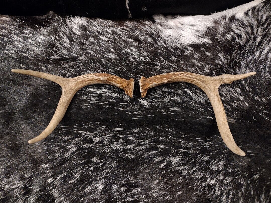 5 Point Deer Antlers Matched Pair - Etsy