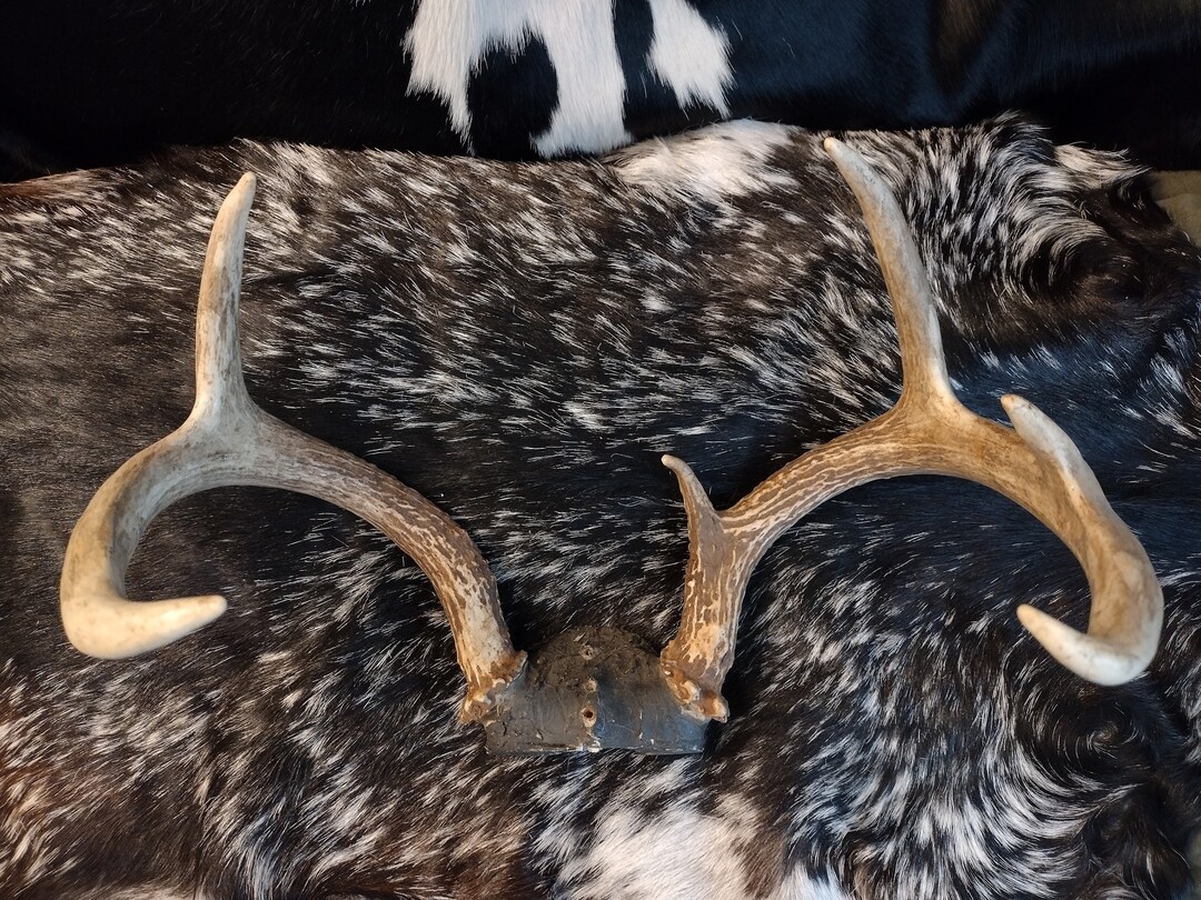 6 Point Deer Antlers - Etsy