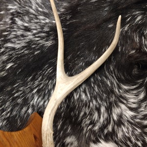 4 Point Mule Deer Antler Mount - Etsy