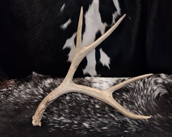 Real 4 Point Mule Deer Antler Shed Authentic Natural Arts - Etsy