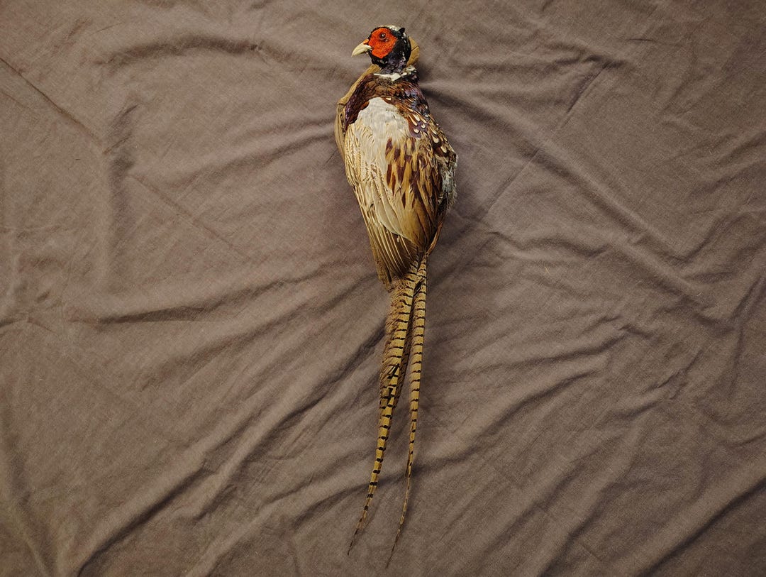 Pheasant Mount - Etsy
