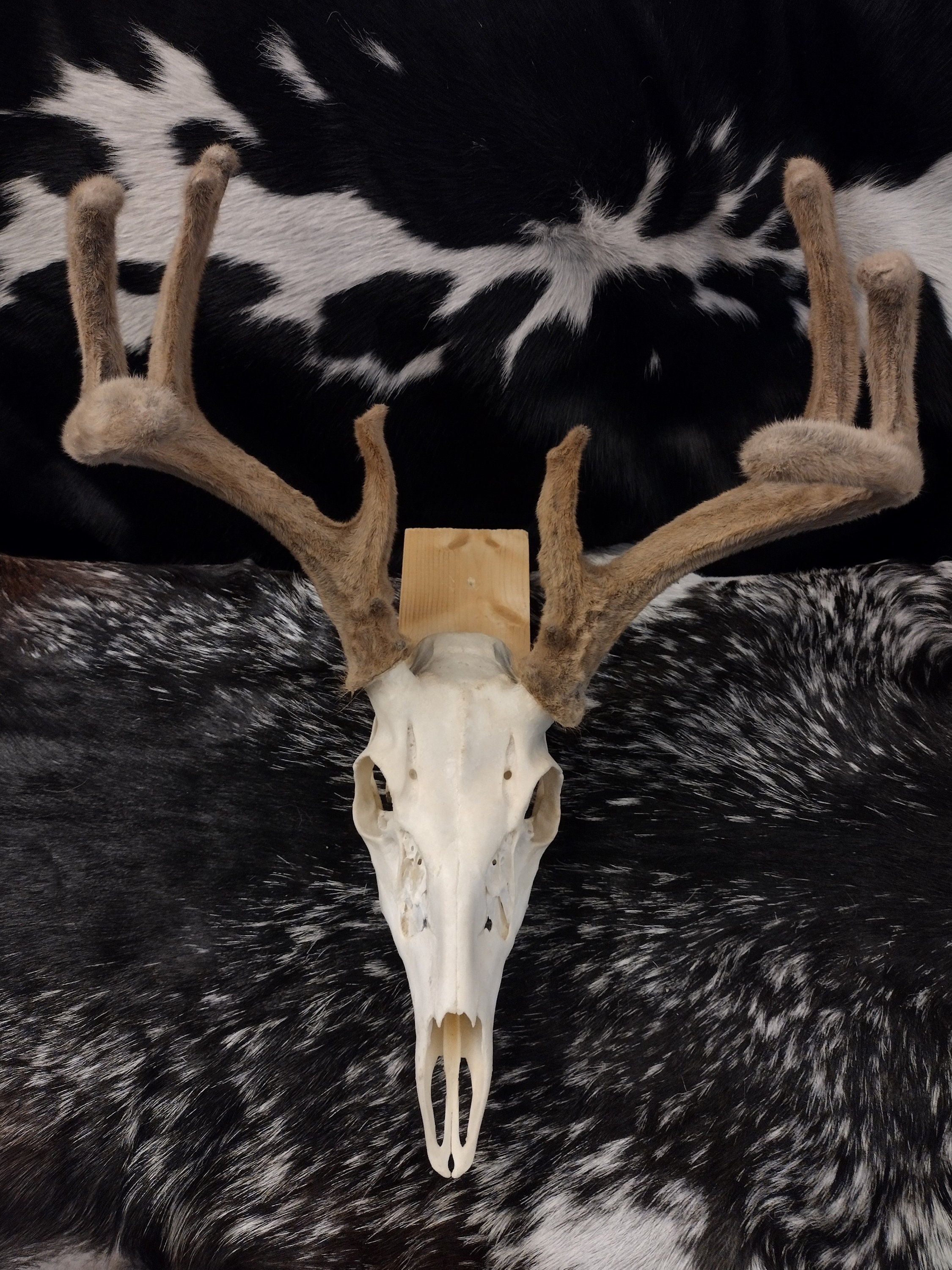 Mounted Mule Deer Skull With Antlers - Etsy