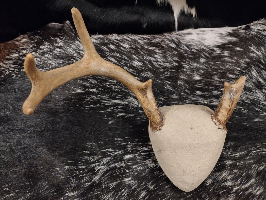 5 Point Deer Antler Mount - Etsy