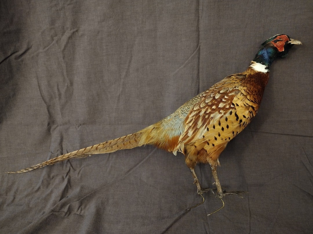 Pheasant Mount - Etsy