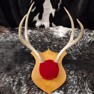 4 Point Mule Deer Antler Mount - Etsy