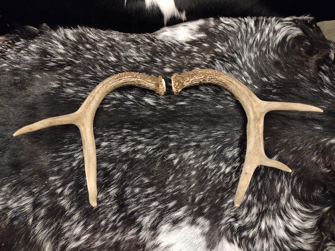 5 Point Deer Antlers -matched Pair - Etsy