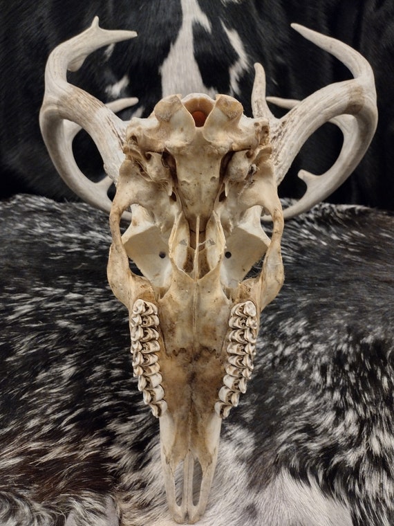 Deer skull store