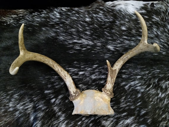 5 Point Deer Antlers - Etsy