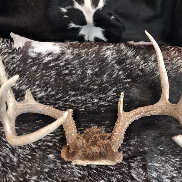 10 Point Antlers - Etsy