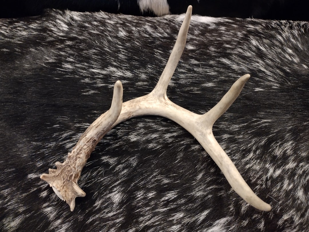 4 Point Antler Shed - Etsy