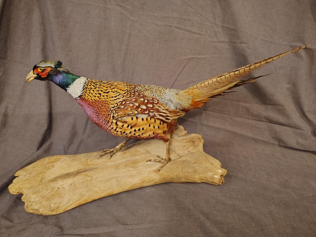 Pheasant Mount - Etsy