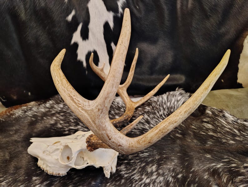Whitetail Deer Skull With Antlers - Etsy