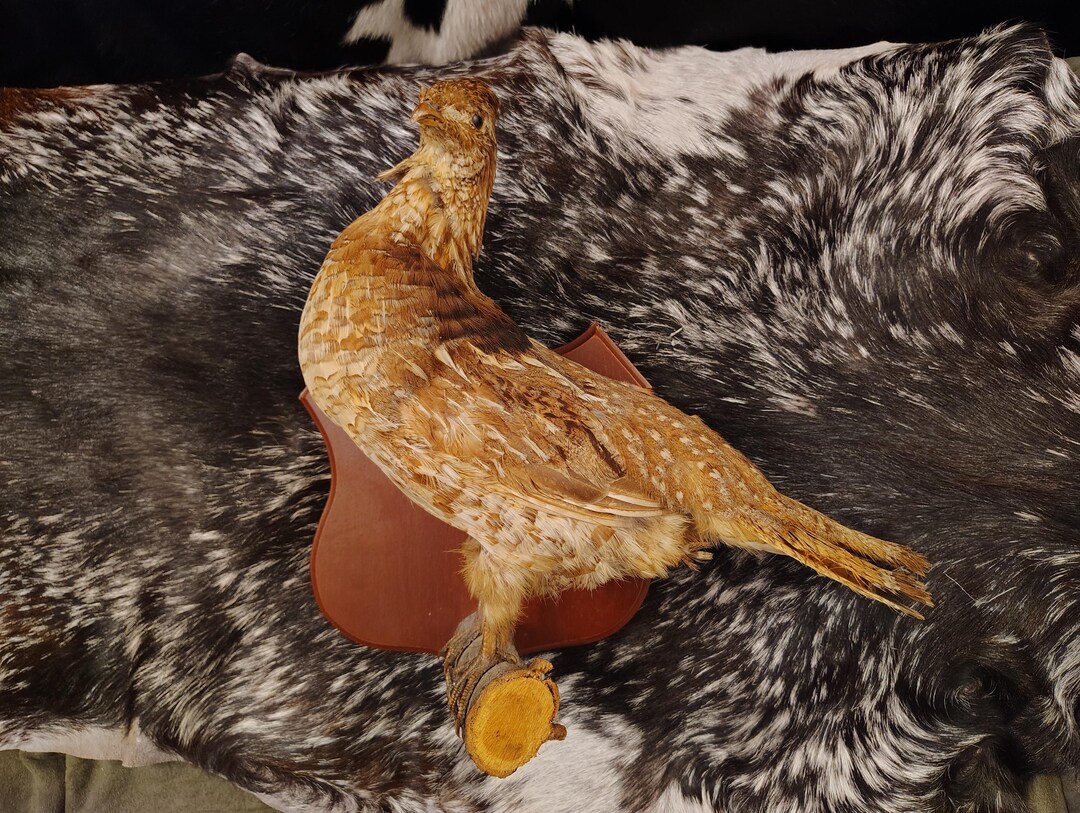 Fan Tailed Grouse Mount - Etsy