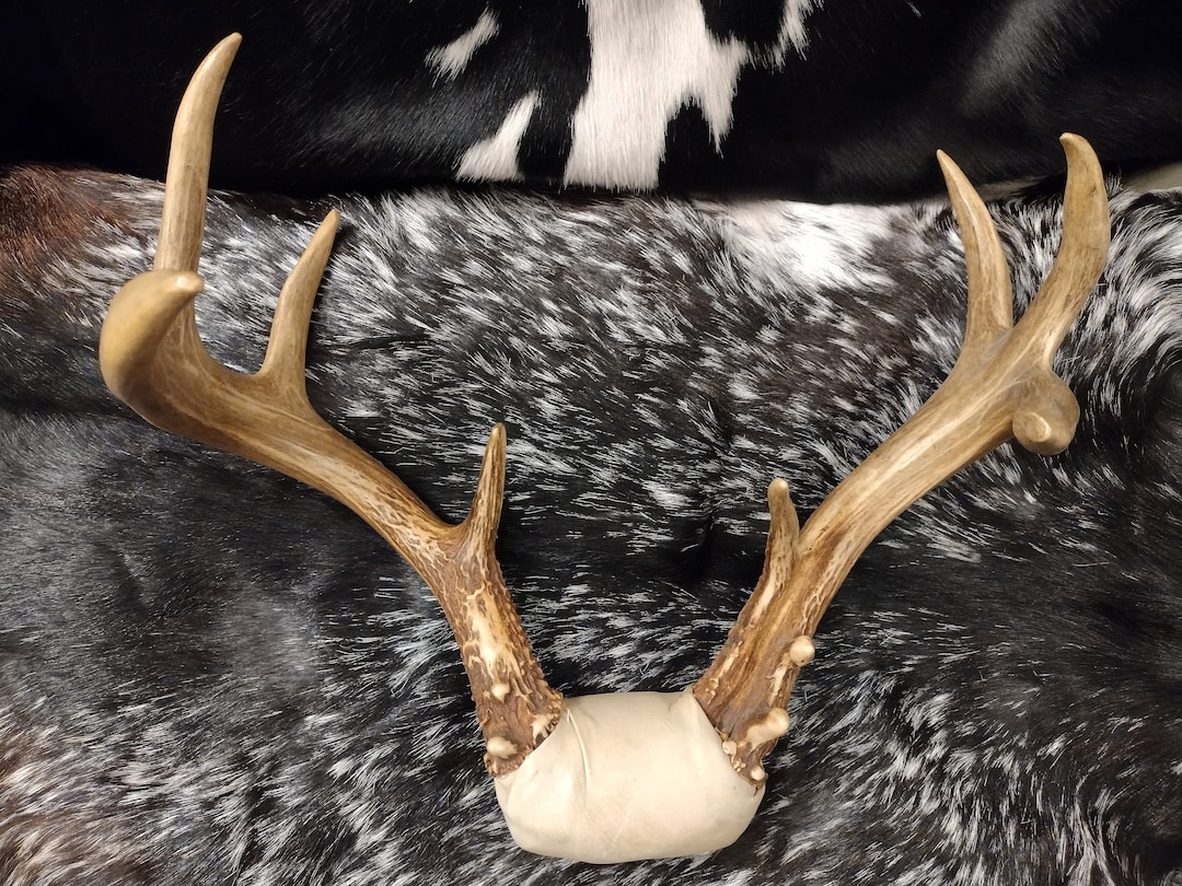 8 Point Deer Antler Mount - Etsy