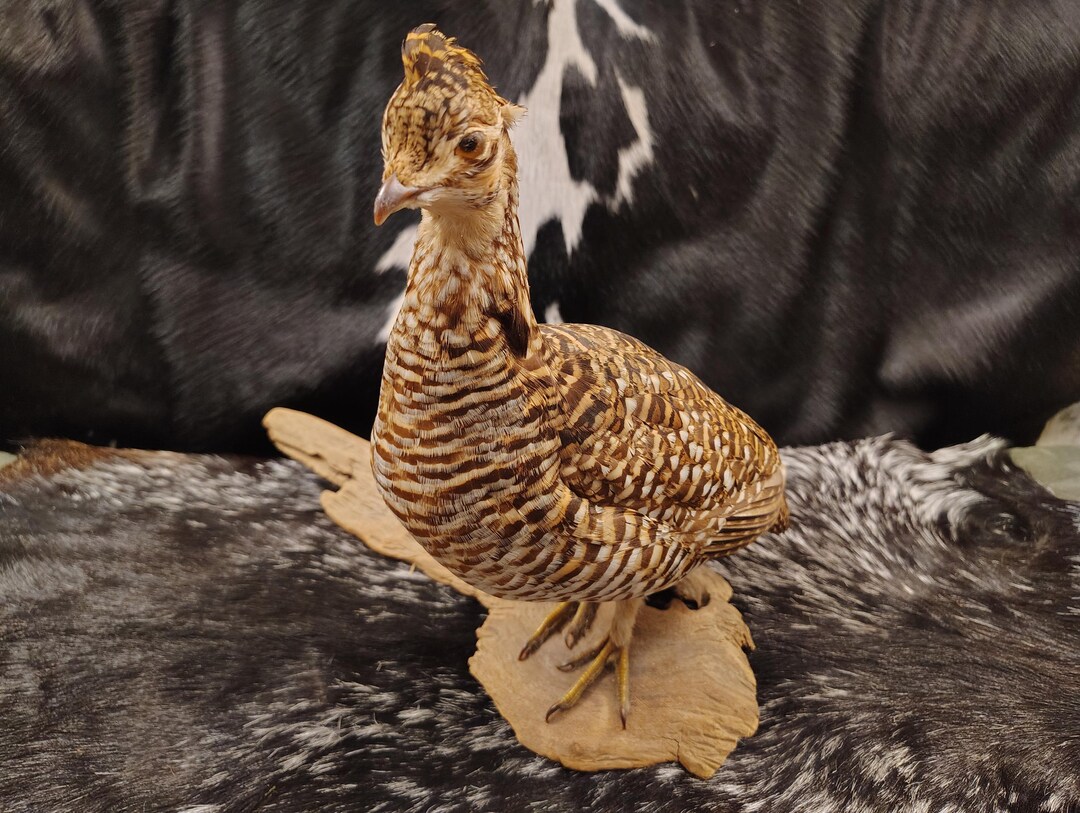 Sharp Tailed Grouse Mount - Etsy