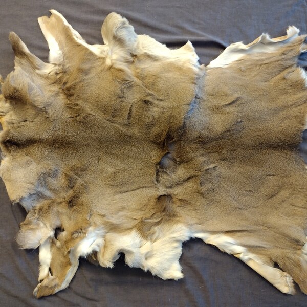Whitetail Deer Hide - Etsy