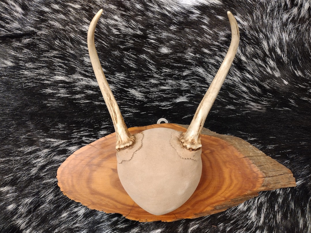 Spike Deer Antler Mount - Etsy
