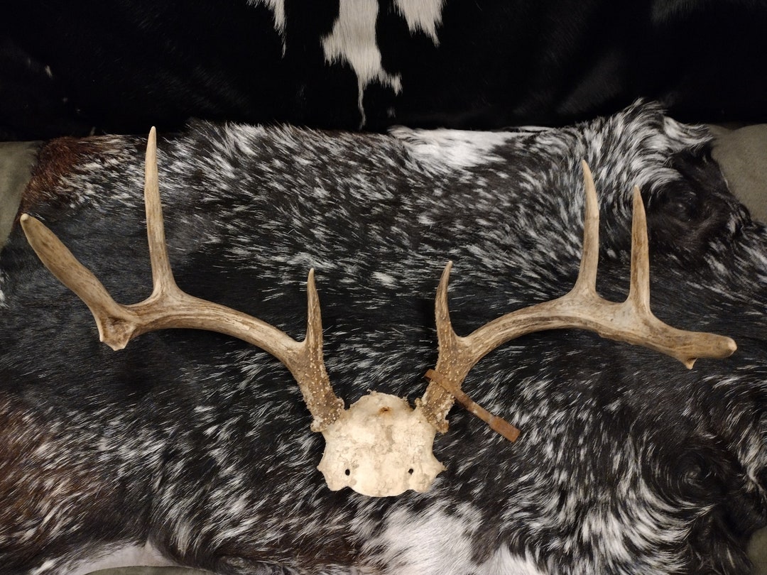 8 Point Deer Antlers - Etsy