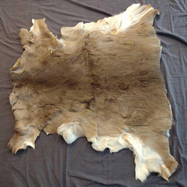 Whitetail Deer Hide - Etsy