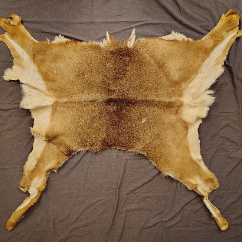 Whitetail Deer Hide - Etsy