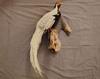 Pheasant Mount - Etsy