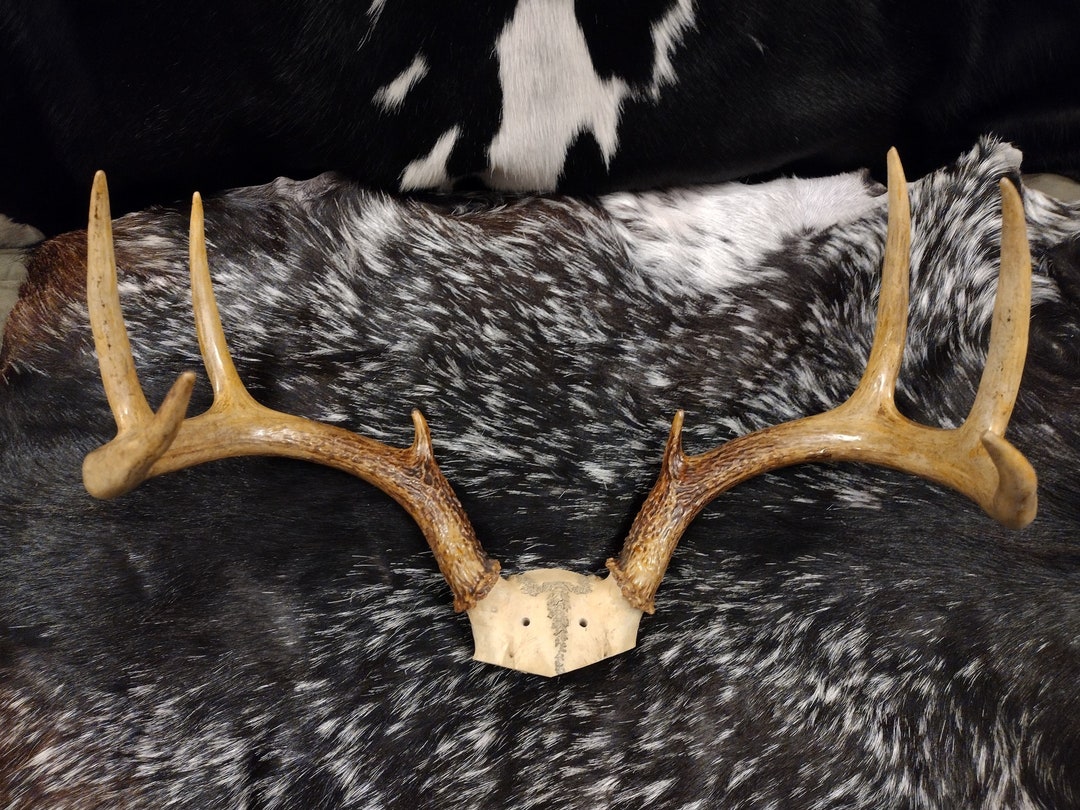 8 Point Deer Antlers - Etsy